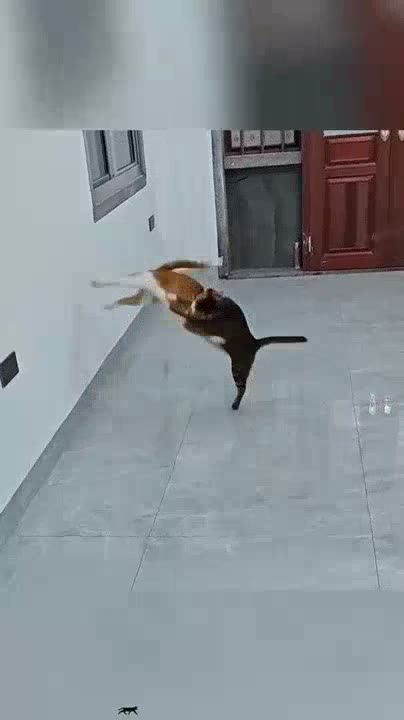 Cat WWE